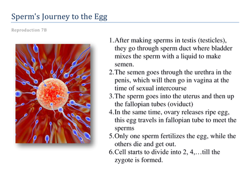 Sperm's Journey to the Egg | Teaching Resources