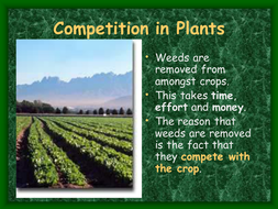 Competition in plants | Teaching Resources