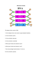 DNA Starter Activity by dgreenwood64 | Teaching Resources