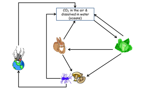 The carbon cycle | Teaching Resources