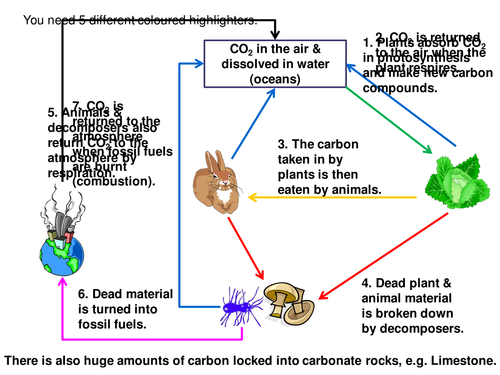 The carbon cycle | Teaching Resources