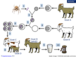 Genetic engineering and the spider goats | Teaching Resources