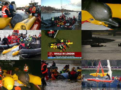 Whaling and Sustainability Board Game | Teaching Resources