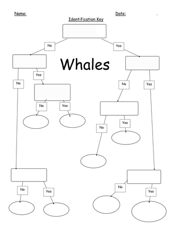 Identification Key of Whales | Teaching Resources