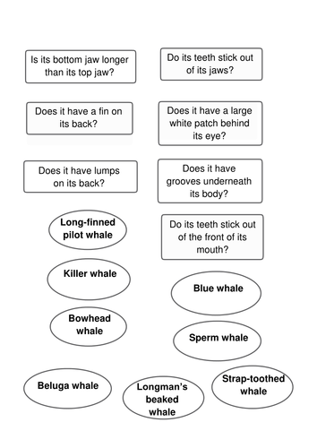 Identification Key of Whales | Teaching Resources