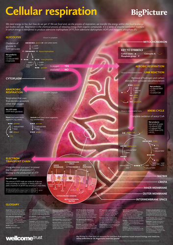 Cellular respiration poster | Teaching Resources