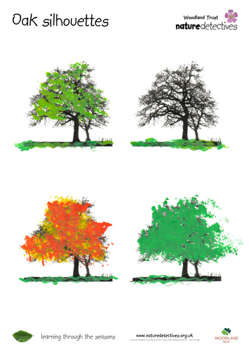 Trees - Tree Colours | Teaching Resources