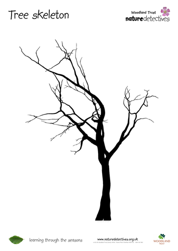 Trees - Tree Skeletons | Teaching Resources