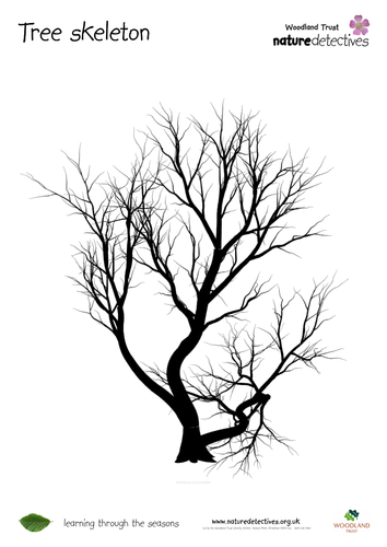 Trees - Tree Skeletons | Teaching Resources