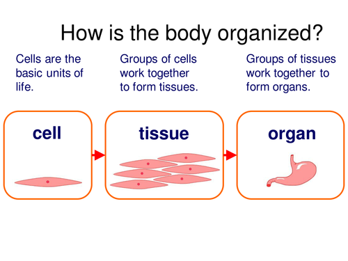 Ppt Cells Tissues Organs And Systems Powerpoint A Guide To The
