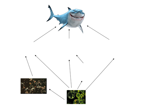 Food Chain and Food Web | Teaching Resources