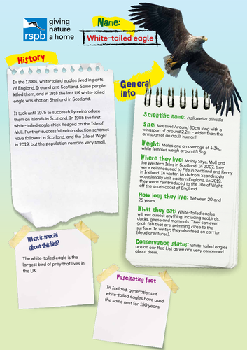 Birds of Prey Factfile | Teaching Resources