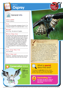 Birds of Prey Factfile by RSPB - UK Teaching Resources - TES