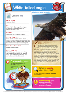 Birds of Prey Factfile by RSPB - UK Teaching Resources - TES