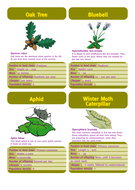 Top Trumps | Teaching Resources