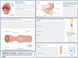 IGCSE Digestion learning mat | Teaching Resources