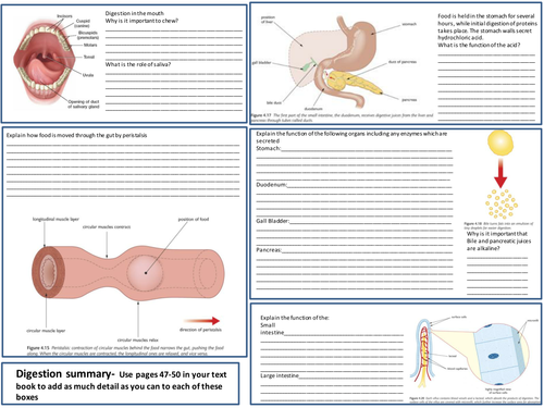IGCSE Digestion learning mat | Teaching Resources