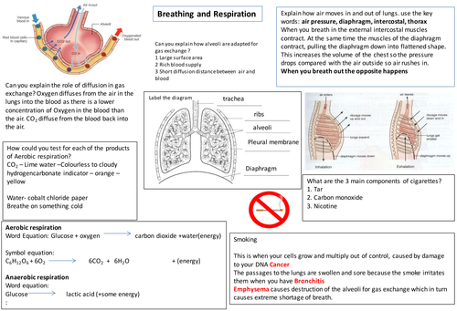 IGCSE Respiration learning mat | Teaching Resources