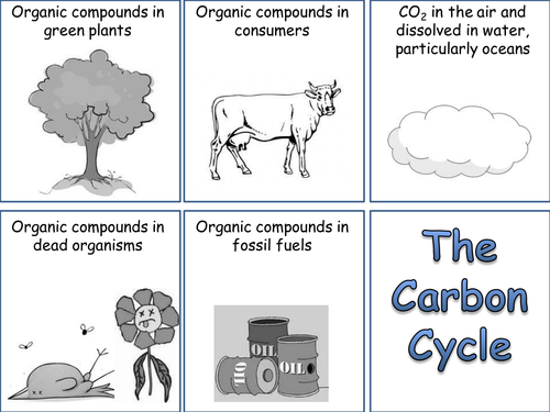 Carbon cycle card sort | Teaching Resources
