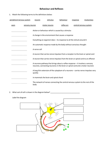 Behaviour and Reflexes | Teaching Resources