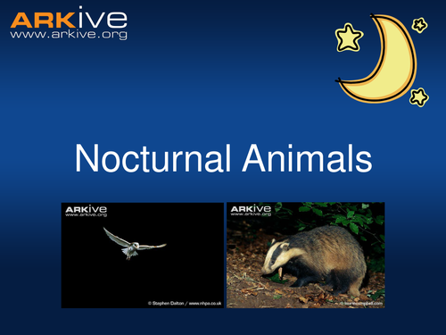 Nocturnal Animals | Teaching Resources