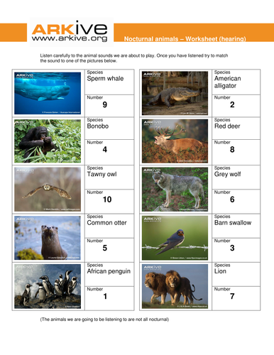 Nocturnal Animals | Teaching Resources