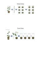 Plant Cloning Lesson | Teaching Resources