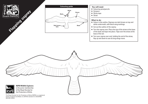 Osprey activies and factsheet | Teaching Resources