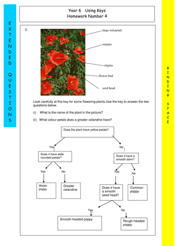 Using Keys Y6 Homework 4 | Teaching Resources