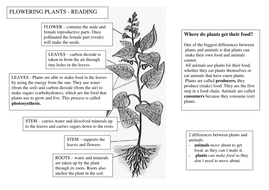 Green plants worksheet | Teaching Resources