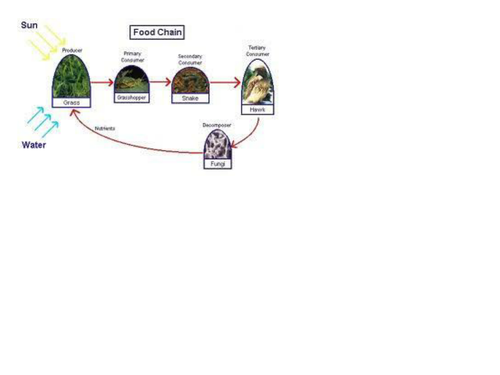 Food chains/webs | Teaching Resources