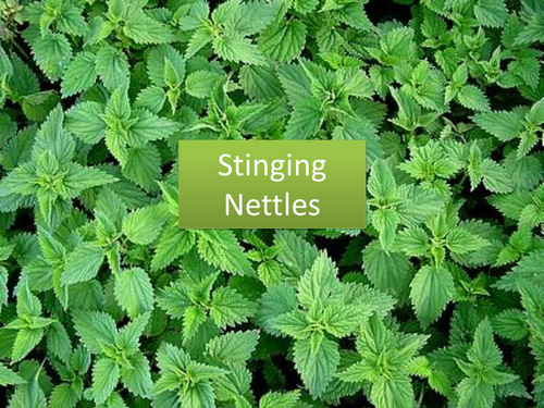 'Nettles' by Vernon Scannell | Teaching Resources