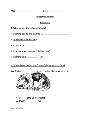 Animals of the rainforest - The Anteater | Teaching Resources