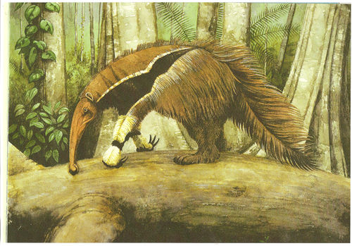 Animals of the rainforest - The Anteater | Teaching Resources