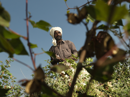 India Cotton Farmers 1 | Teaching Resources