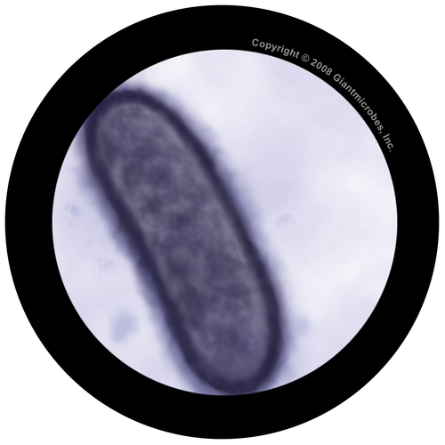 Primary - Microbe Mania: Multimedia | Teaching Resources