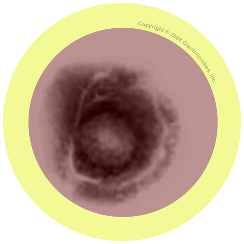 Primary - Microbe Mania: Multimedia | Teaching Resources