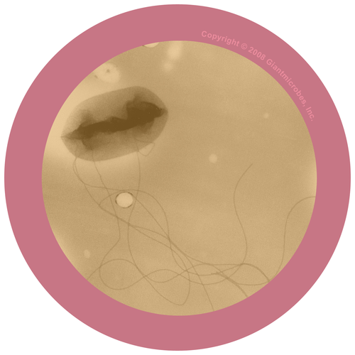 Primary - Microbe Mania: Multimedia | Teaching Resources