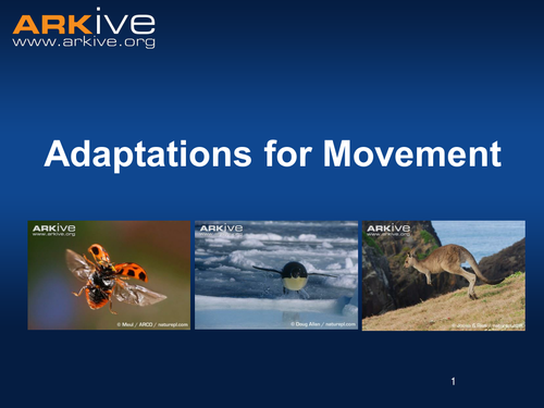 Adaptations for Movement | Teaching Resources