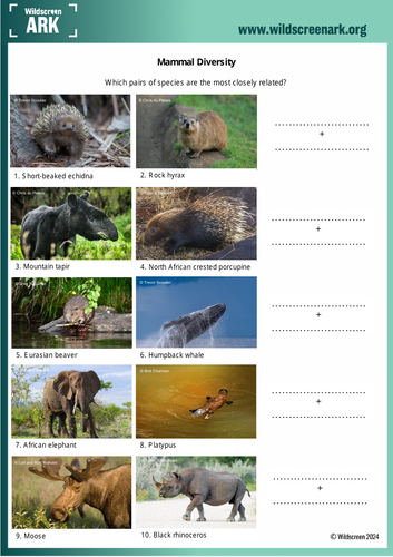 Biodiversity & Evolution: Darwin's Finches (14-16) | Teaching Resources