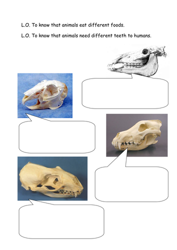 Teeth and Eating Science Unit - Animal teeth | Teaching Resources