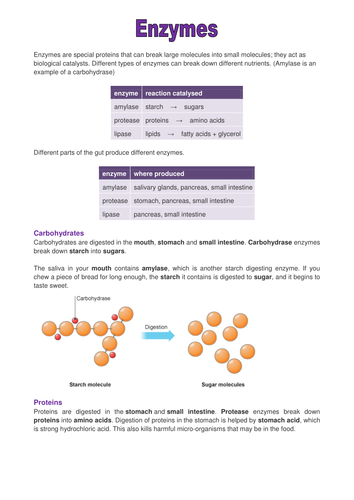 Enzymes Cheat Sheet