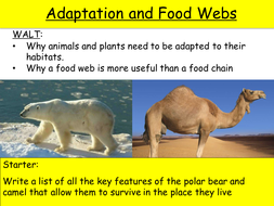 Adaptation and Food Webs: Lesson and Activities | Teaching Resources