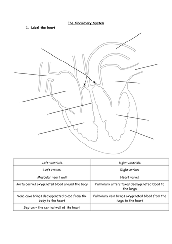 The heart | Teaching Resources