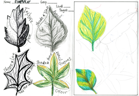 Natural forms - leaves y7 | Teaching Resources