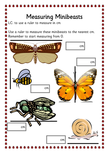 Measuring minibeasts | Teaching Resources