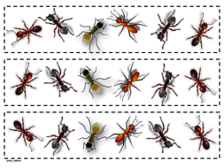 Ants on tartan cut-out border | Teaching Resources