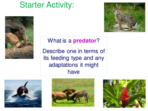 Optimal Foraging / Predator Feeding Strategies | Teaching Resources