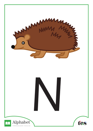 The Letter N - Nocturnal Animals Theme | Teaching Resources