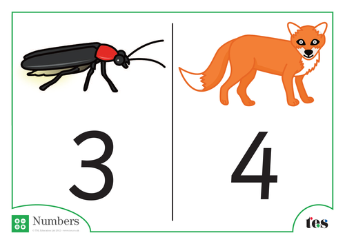 Number Cards - Nocturnal Animal Theme 1-10 | Teaching Resources